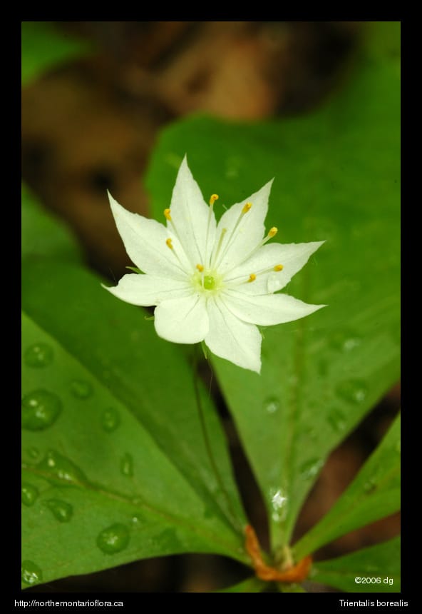 Lysimachia borealis flw